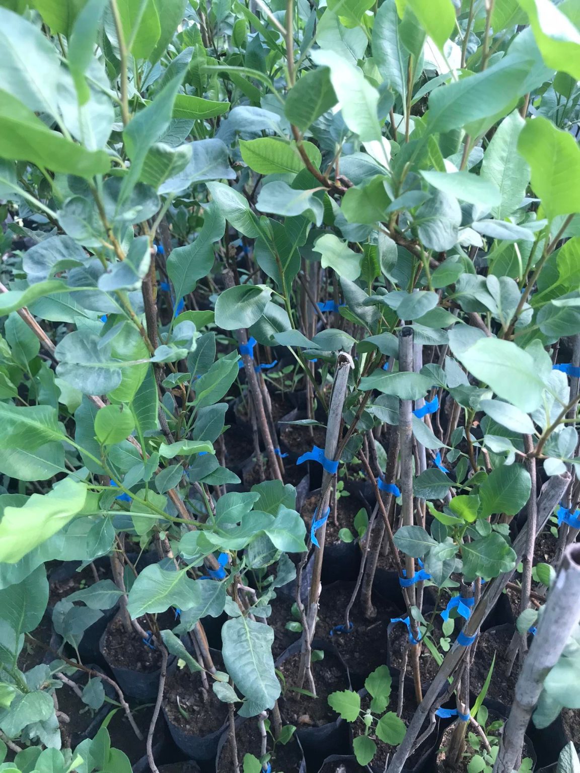 Sadnice pistaca – https://rasadnikvrt.rs/