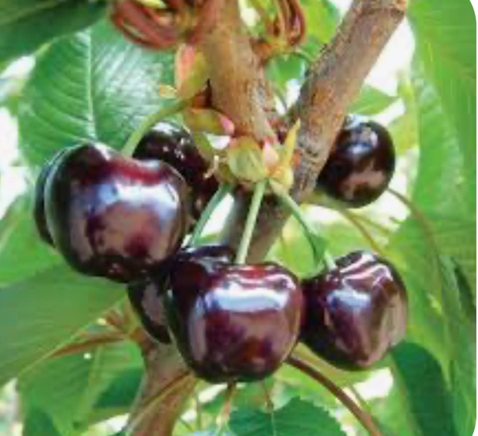 Voćne sadnice trešnje Burlat – https://rasadnikvrt.rs/