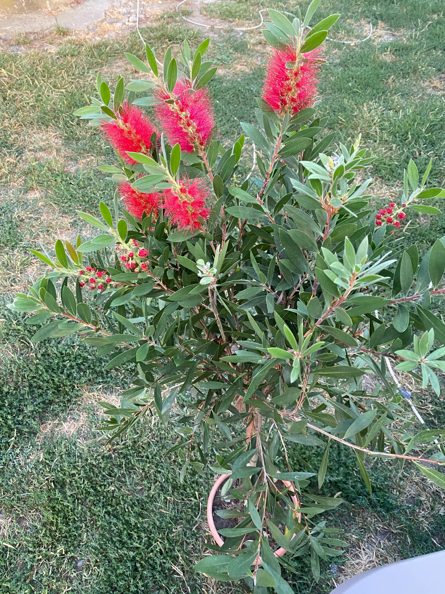 Kalistemon na stapu-cetka – https://rasadnikvrt.rs/