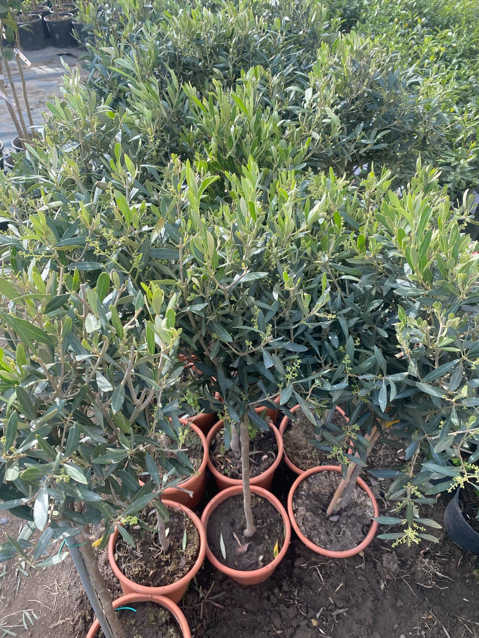 Spiralna Maslina – https://rasadnikvrt.rs/