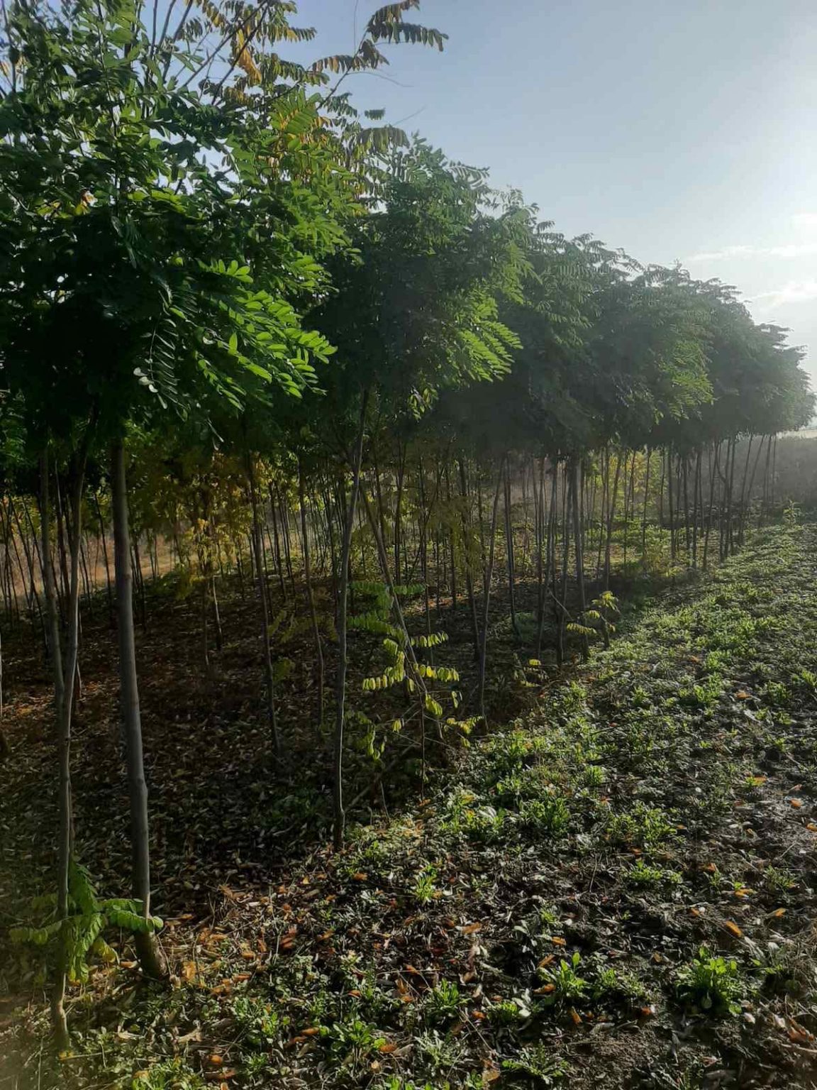 Kuglasti Bagrem – https://rasadnikvrt.rs/
